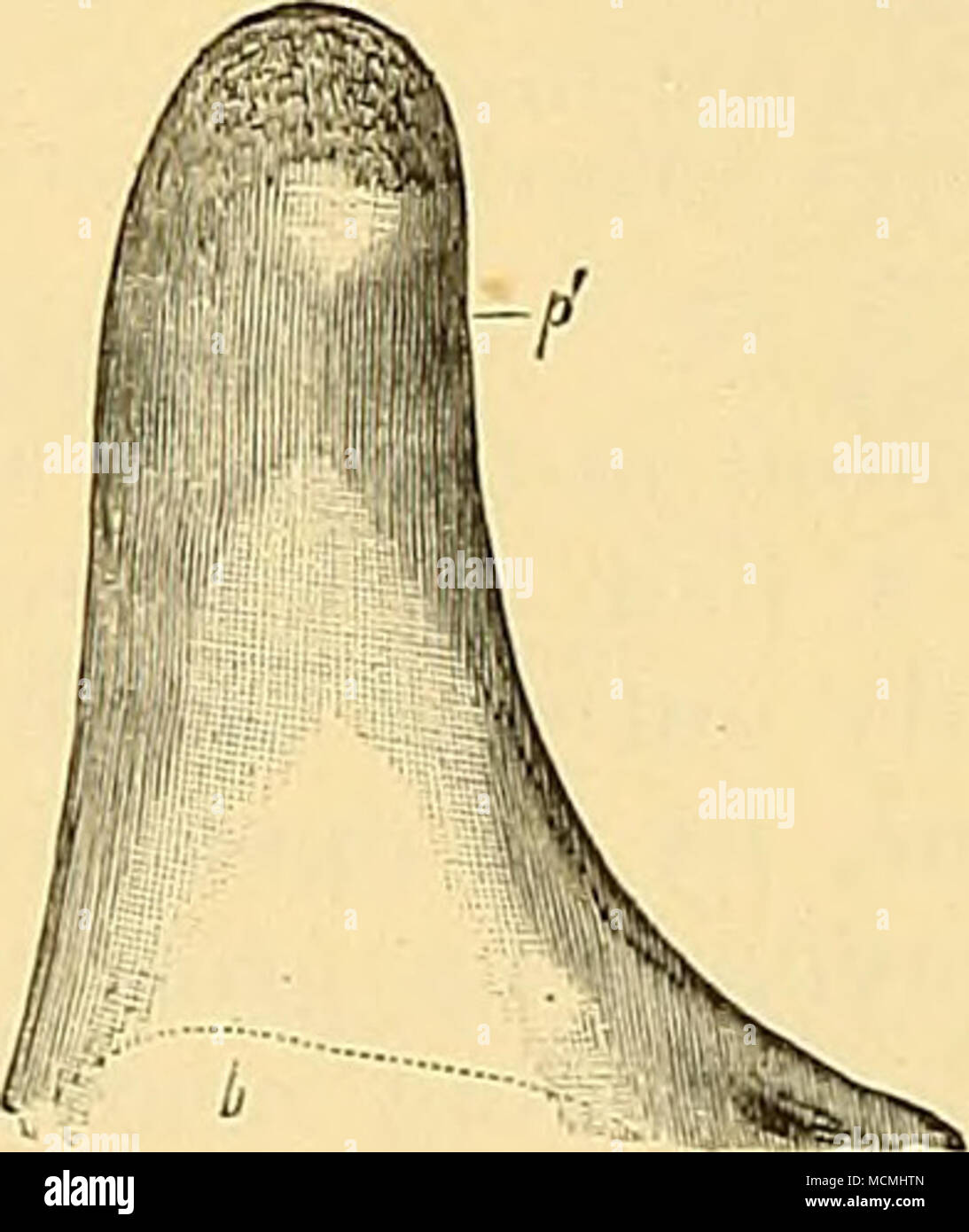 . Figure 191.—Loft maxillary protubei-anco of Tinoceras longiceps ...