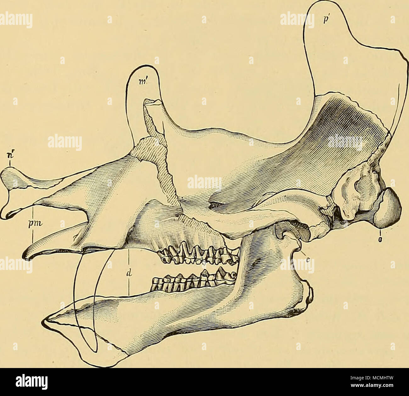 Occipital condyle hi-res stock photography and images - Alamy