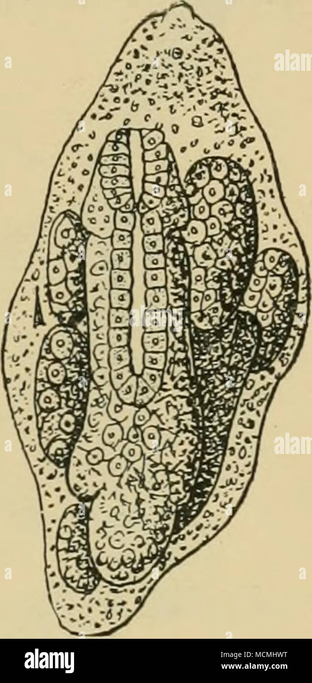 Miracidium hi-res stock photography and images - Alamy