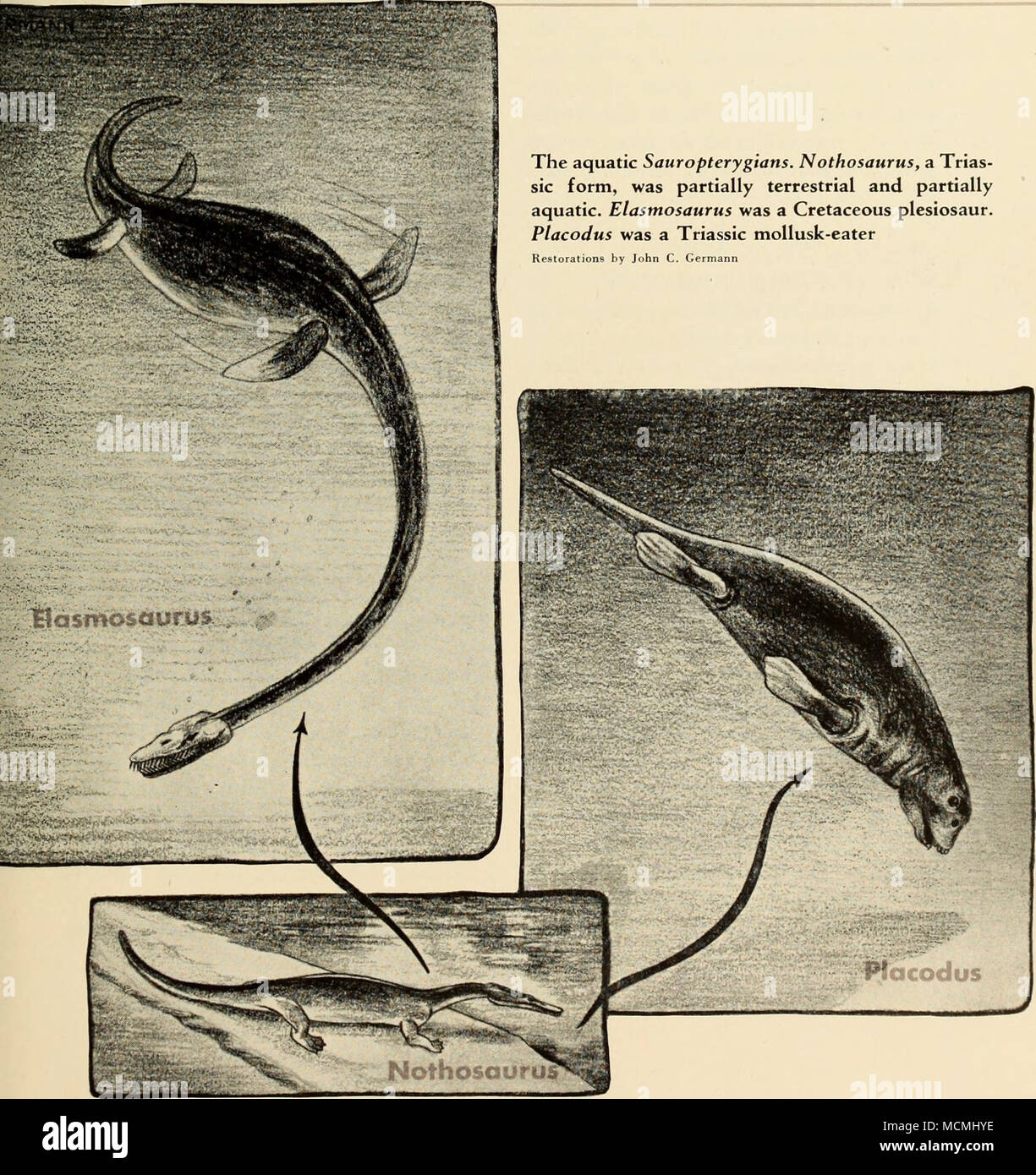 . The aquatic Sauropterygians. Nothosaurus, a Trias- sic form, was ...