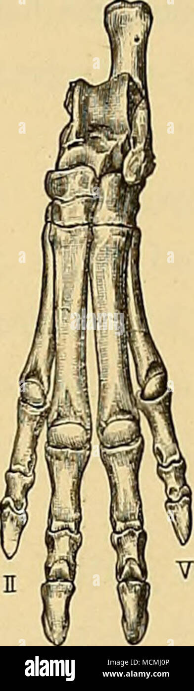 . a 17 Figure 1C2.—Left fore foot of Eporeodon socialis, Marsh. Figure ...