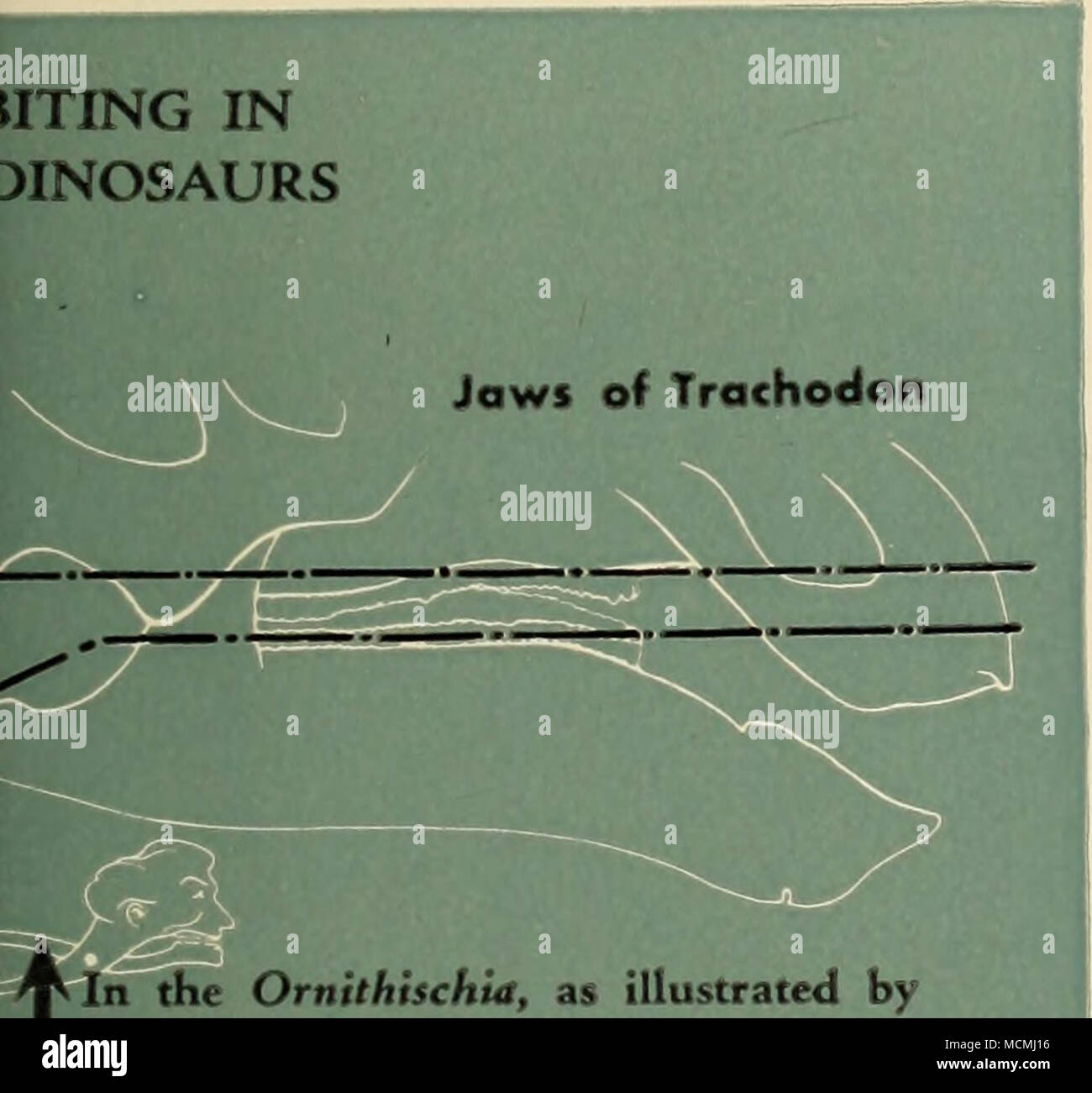 . rnithhchut, as illustrated by Trachodon, the hinge of the jaw is ...