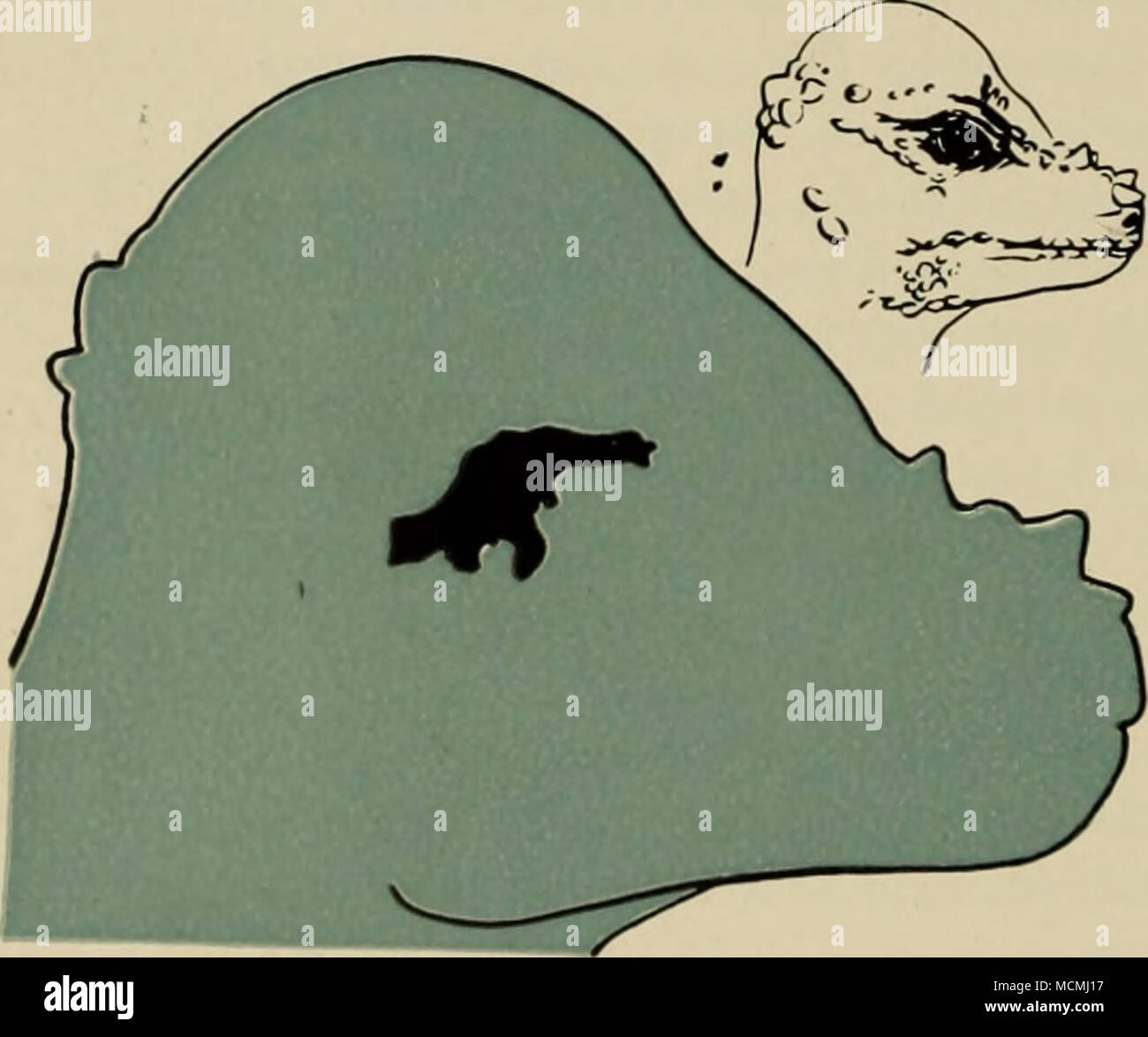. y A reconstruction of the head of Pachy- cephalosaurus. Note the ...