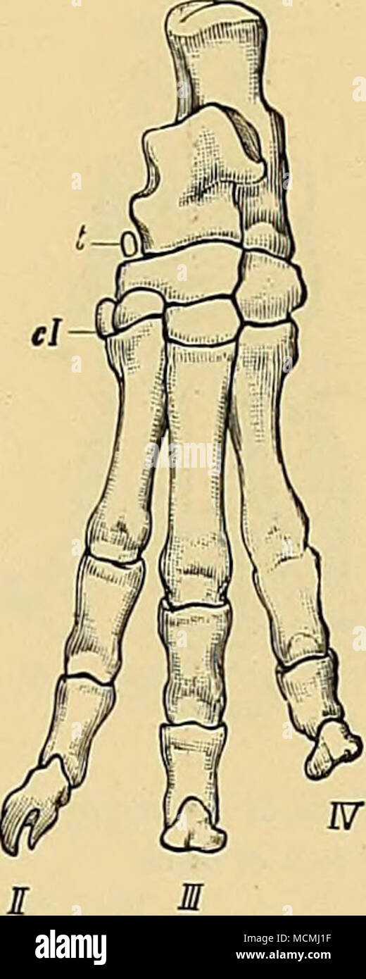 Pisiform Bone High Resolution Stock Photography and Images - Alamy