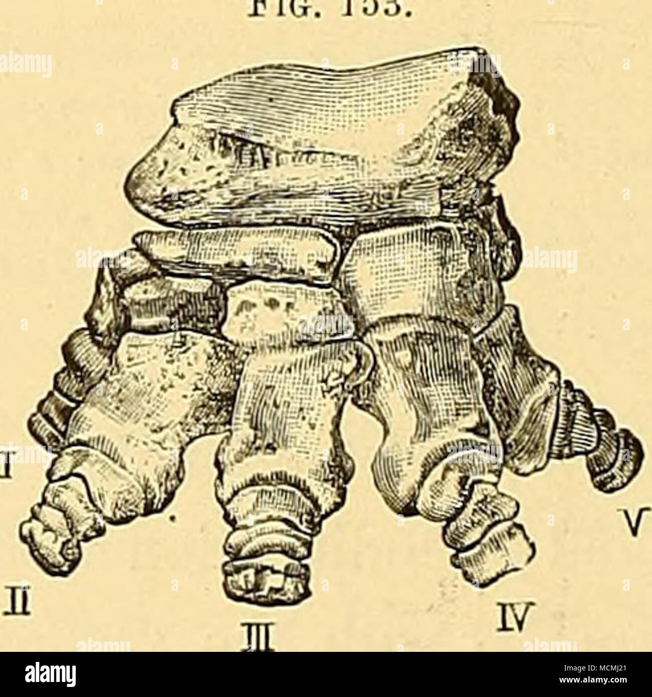 Evolution of foot structure hi-res stock photography and images - Alamy