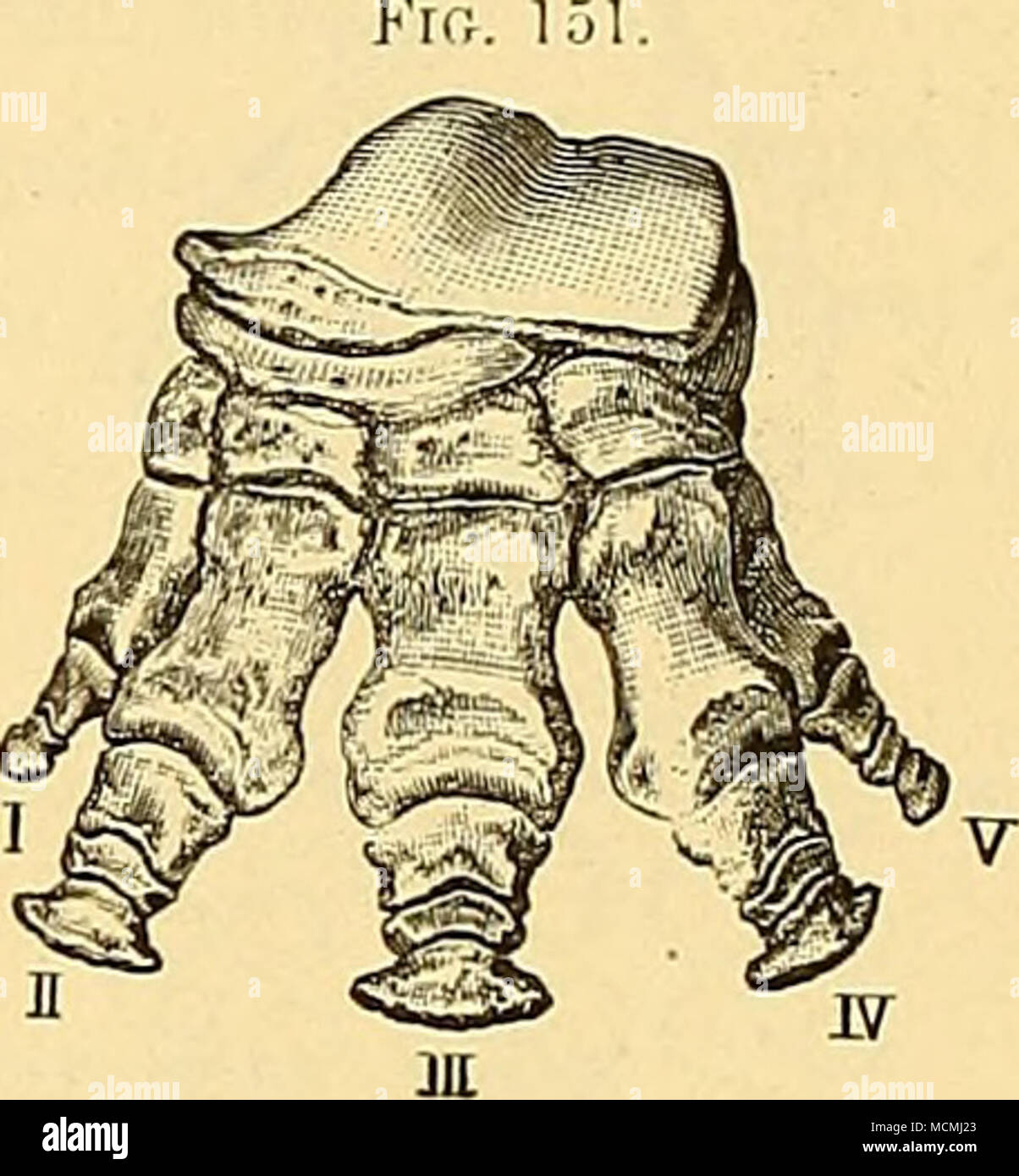 . FlOURE 150. Left fore foot of Coryphodon Tiamatus, .Marsh, front view ...
