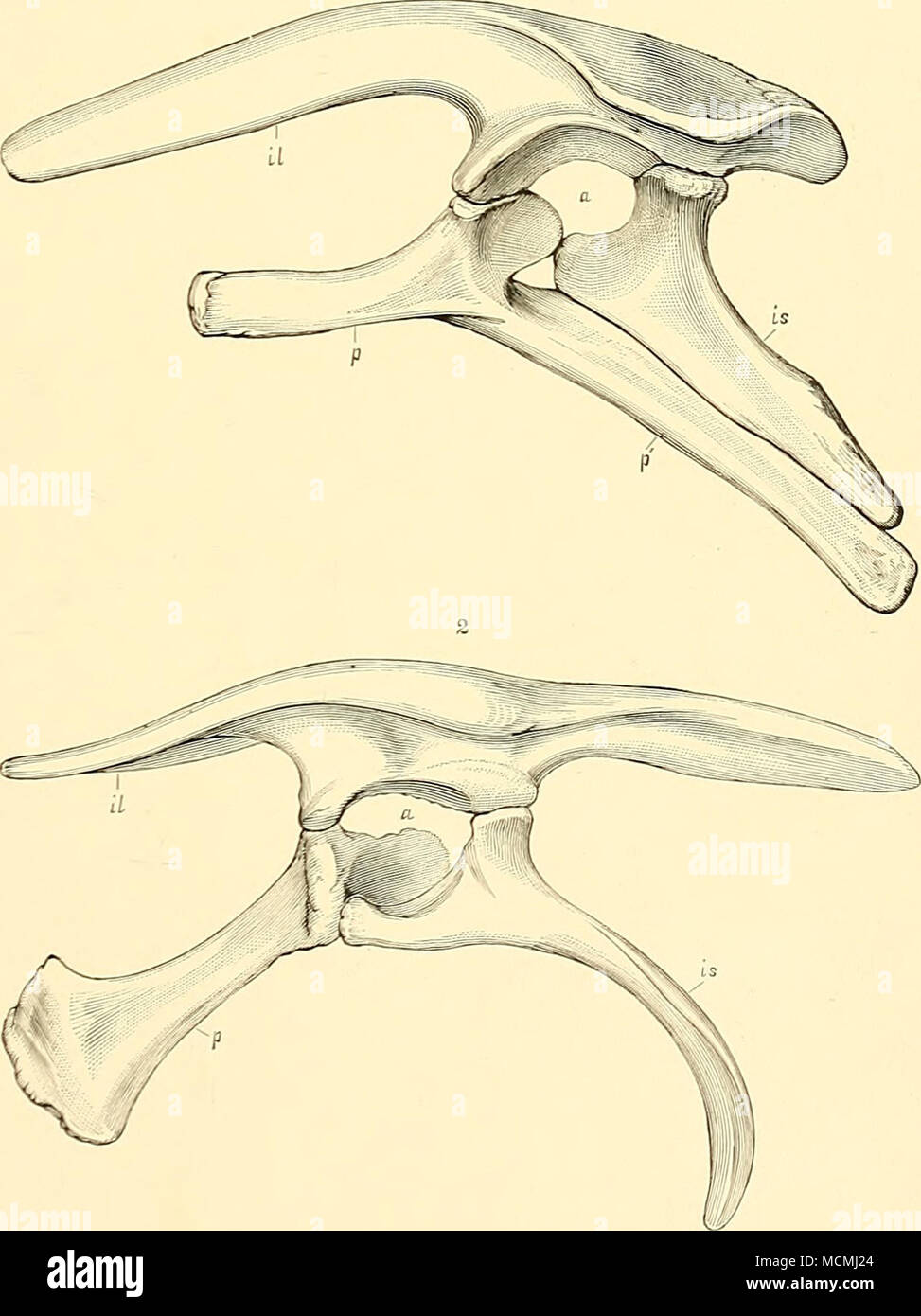 Predentate dinosaurs hi-res stock photography and images - Alamy