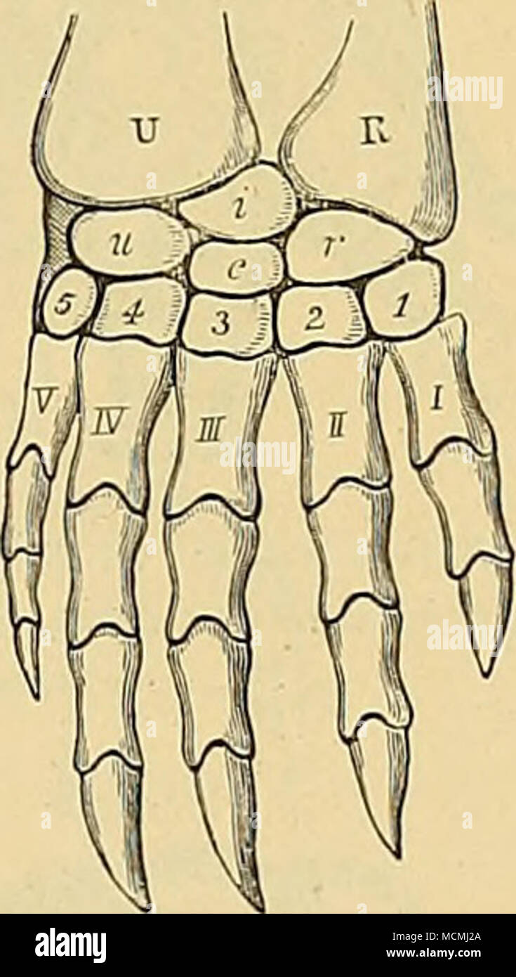 Pentadactyl bone hi-res stock photography and images - Alamy