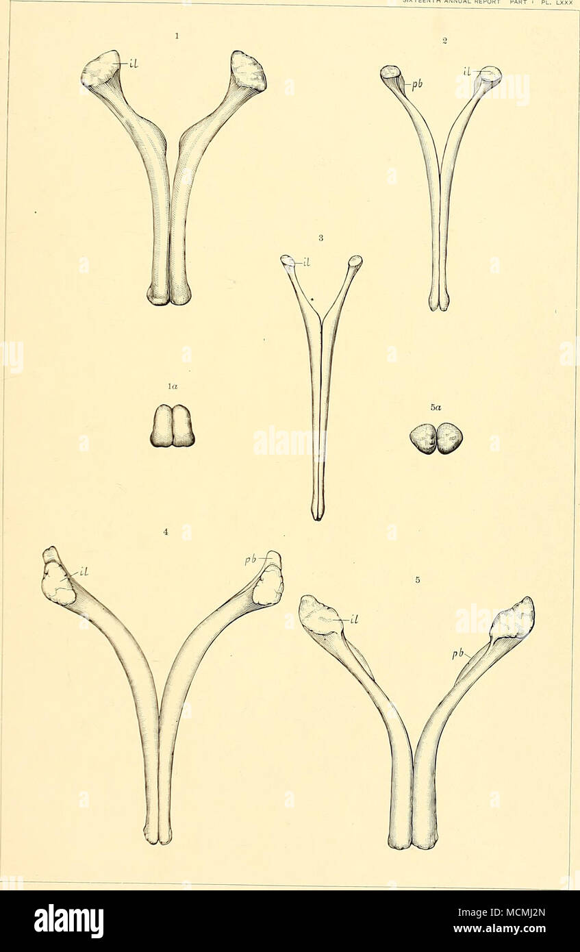 . ISCH!A OF PREDENTATE DINOSAURS. CAMPTOSAURUS, CLAOSAURUS, DRYOSAURUS ...
