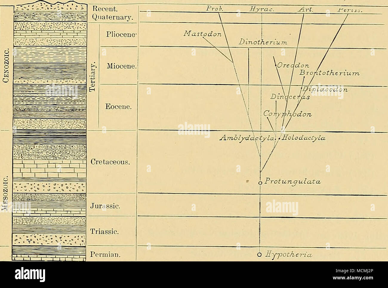 . FiGDRE 147.—Diagram to illustrate the genealogy of Ungulate Mammals ...