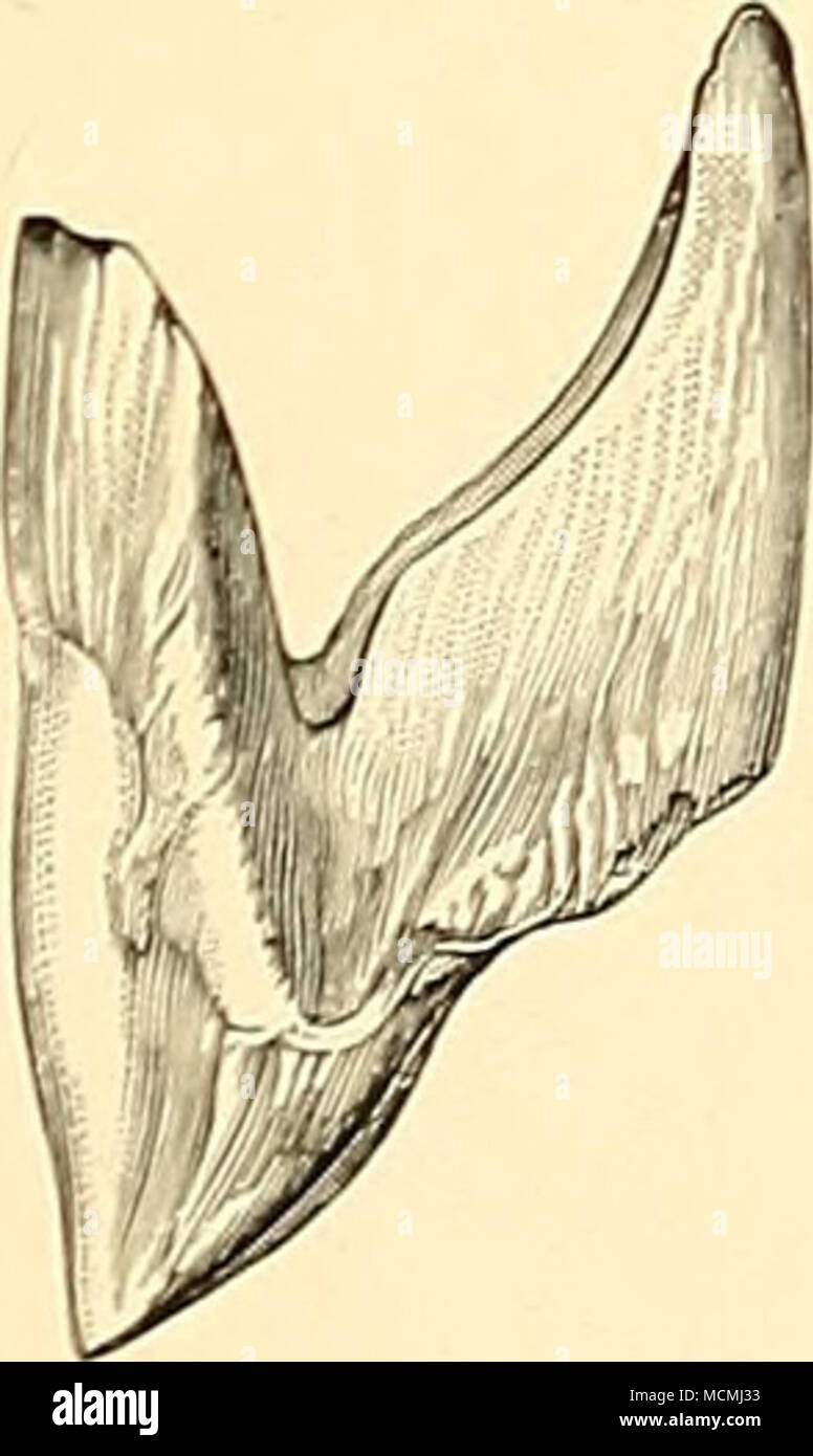 . TEETH OF PREDENTATE DINOSAURS. CAMPTOSAURUS, CLAOSAURUS, STEGOSAURUS ...