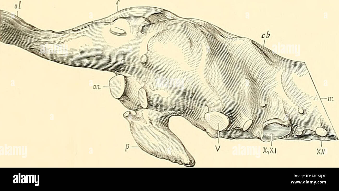 . BRAIN CASTS OF DINOSAURS. CERATOSAURUS, CLAOSAURUS, STEGOSAURUS ...