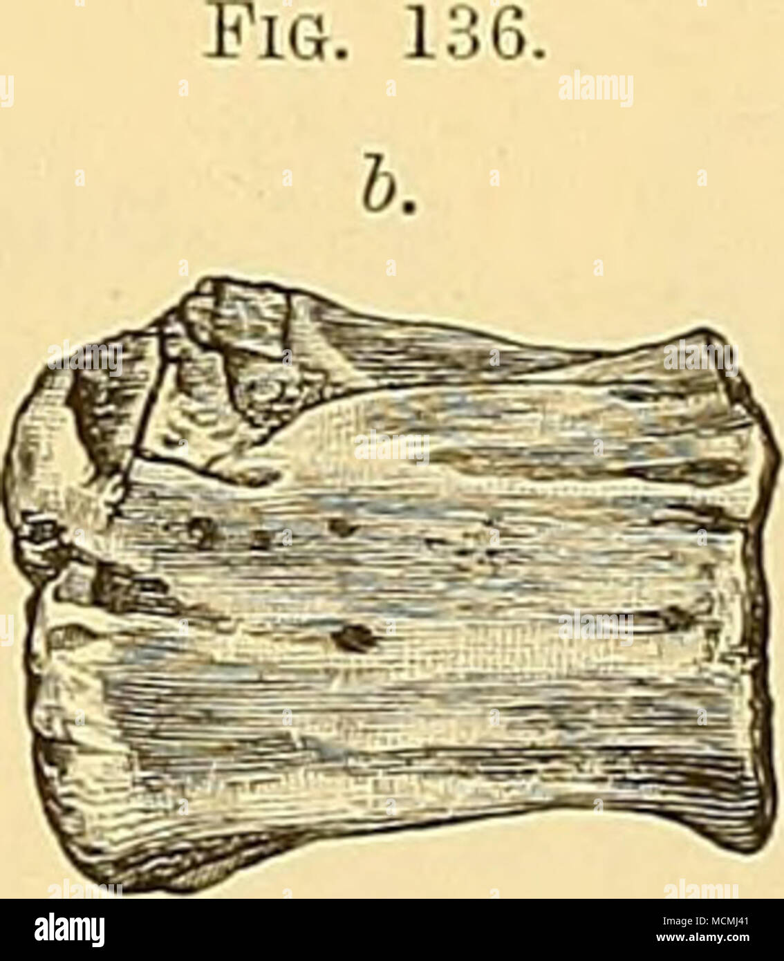 . Figure 136.—Caudal vertebra of Dinoceras laticeps, Marsh (No. 1039 ...
