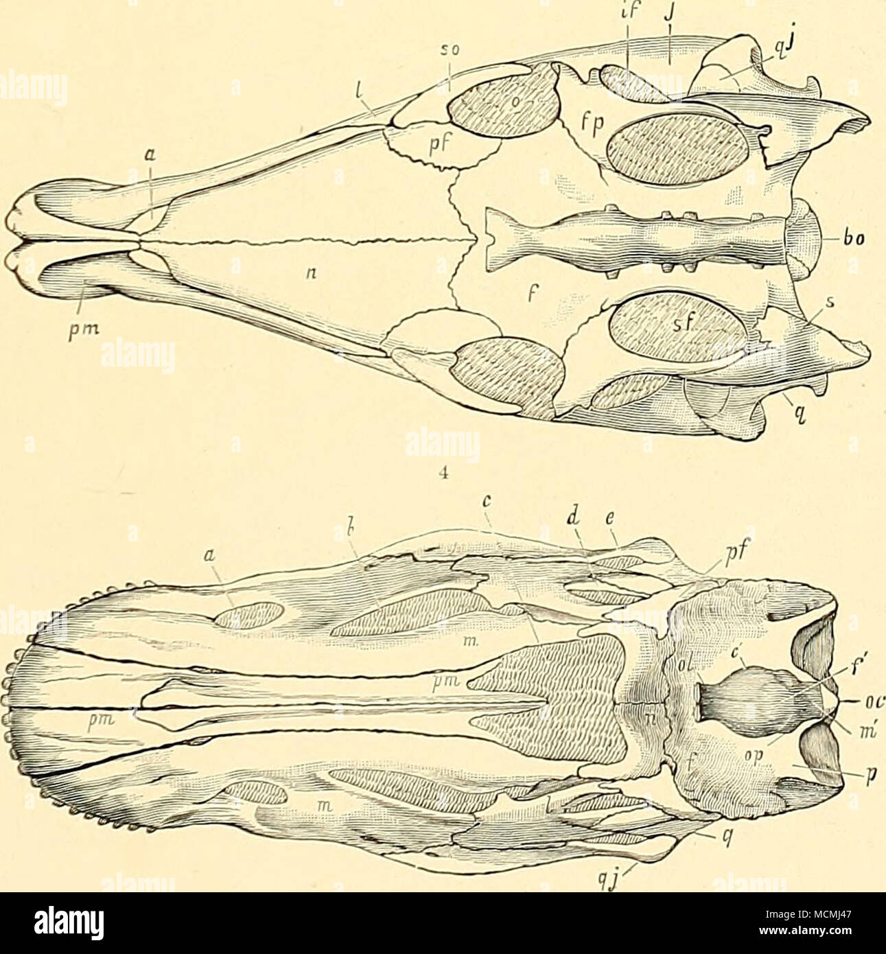 . SKULLS OF DINOSAURS. SHOWING SIZE OF BRAIN. CAMPTOSAURUS, CLAOSAURUS ...