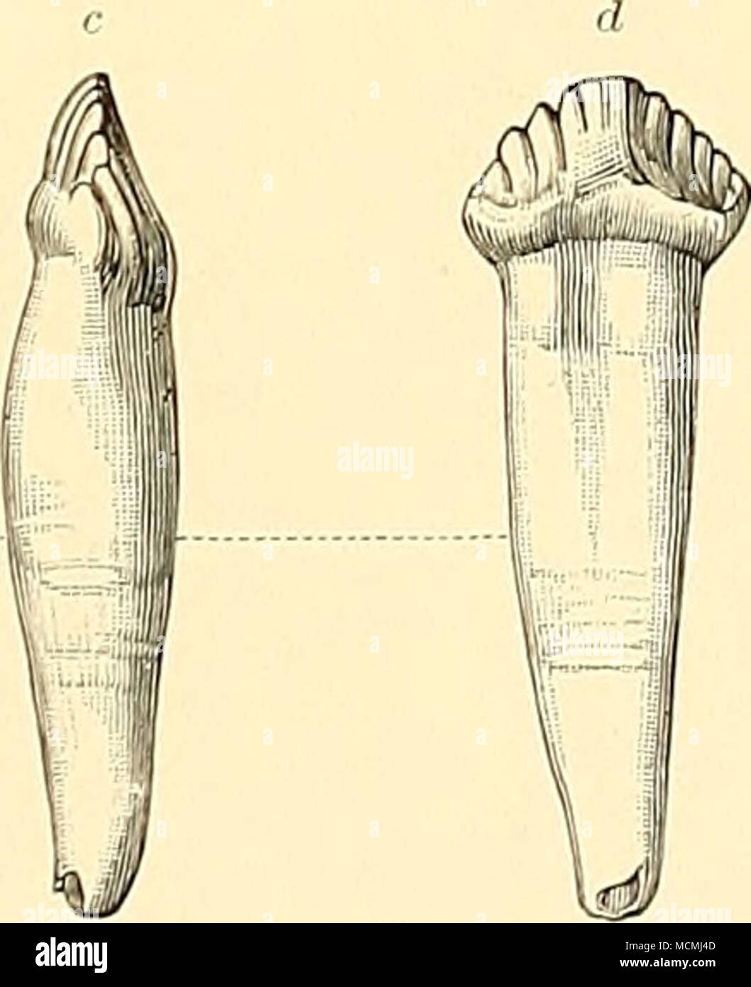 Nodosaurus hi-res stock photography and images - Alamy