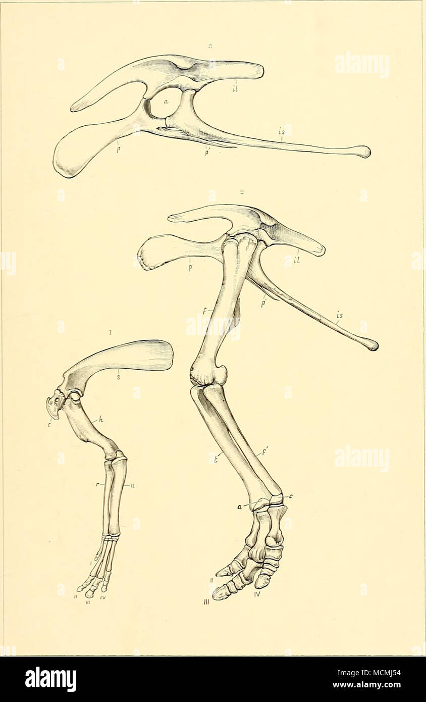 . CLAOSAURUS ANNECTENS. Cretaceous Stock Photo - Alamy