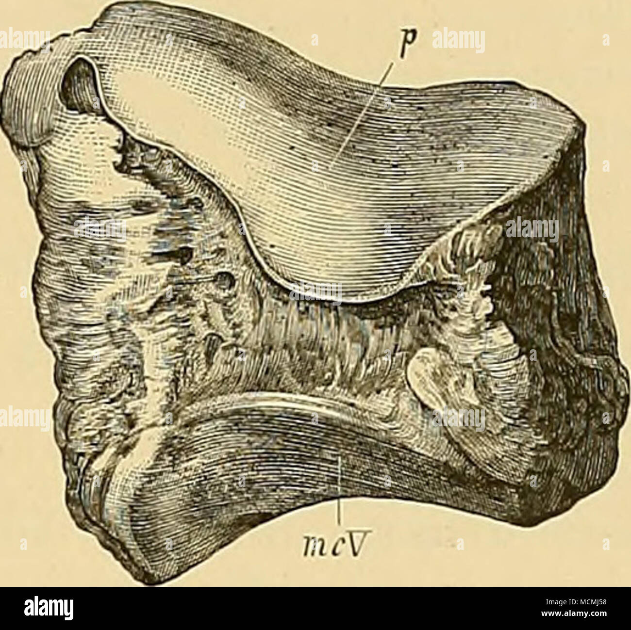 Unciform hi-res stock photography and images - Alamy