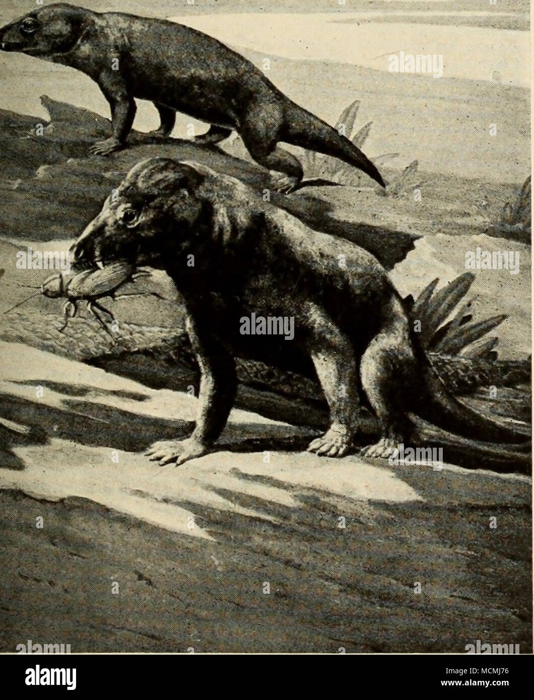 Mammals triassic hi-res stock photography and images - Alamy