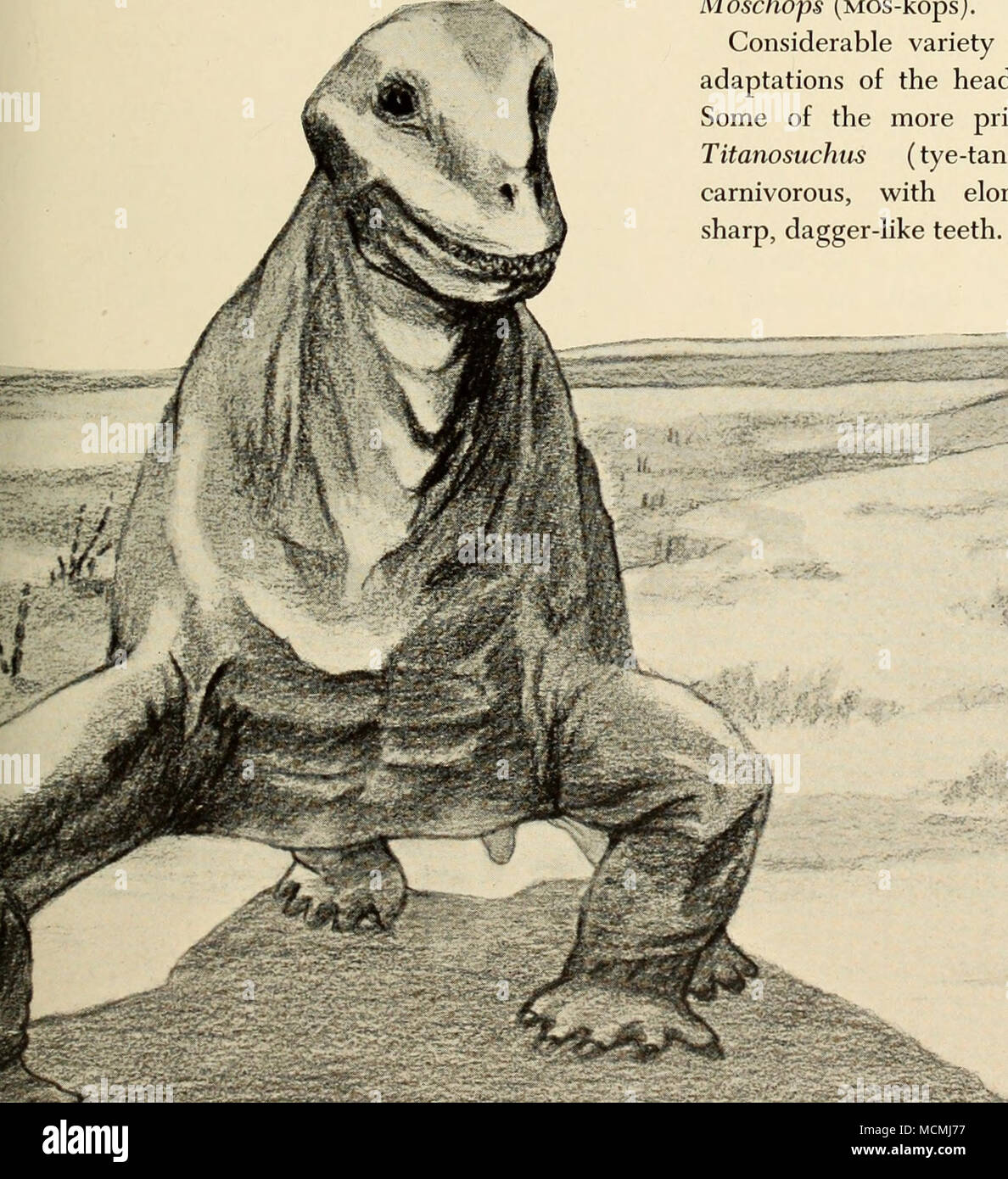 Dicynodon dicynodon hi-res stock photography and images - Alamy