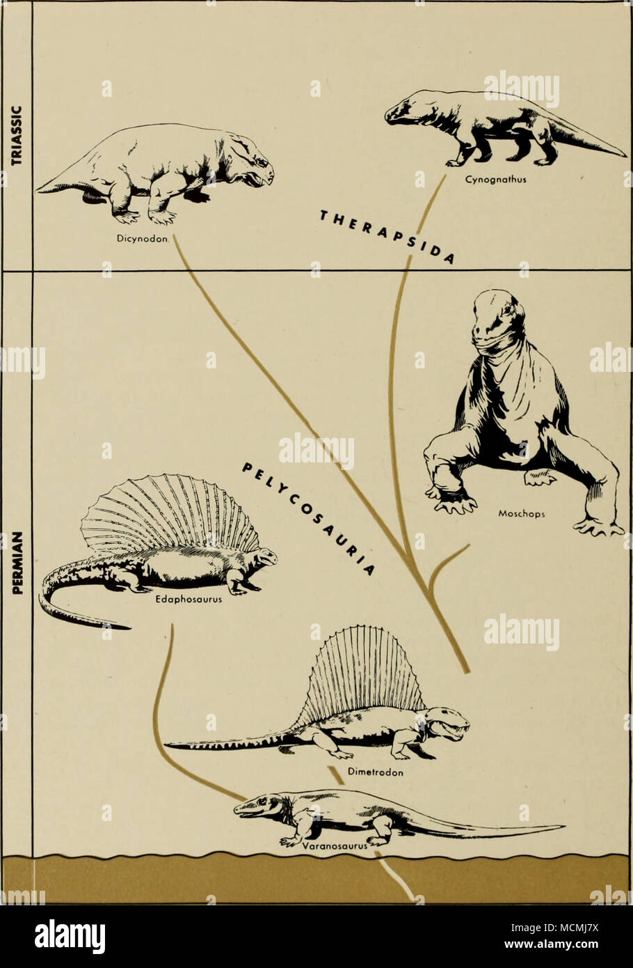 Synapsid skull hi-res stock photography and images - Alamy