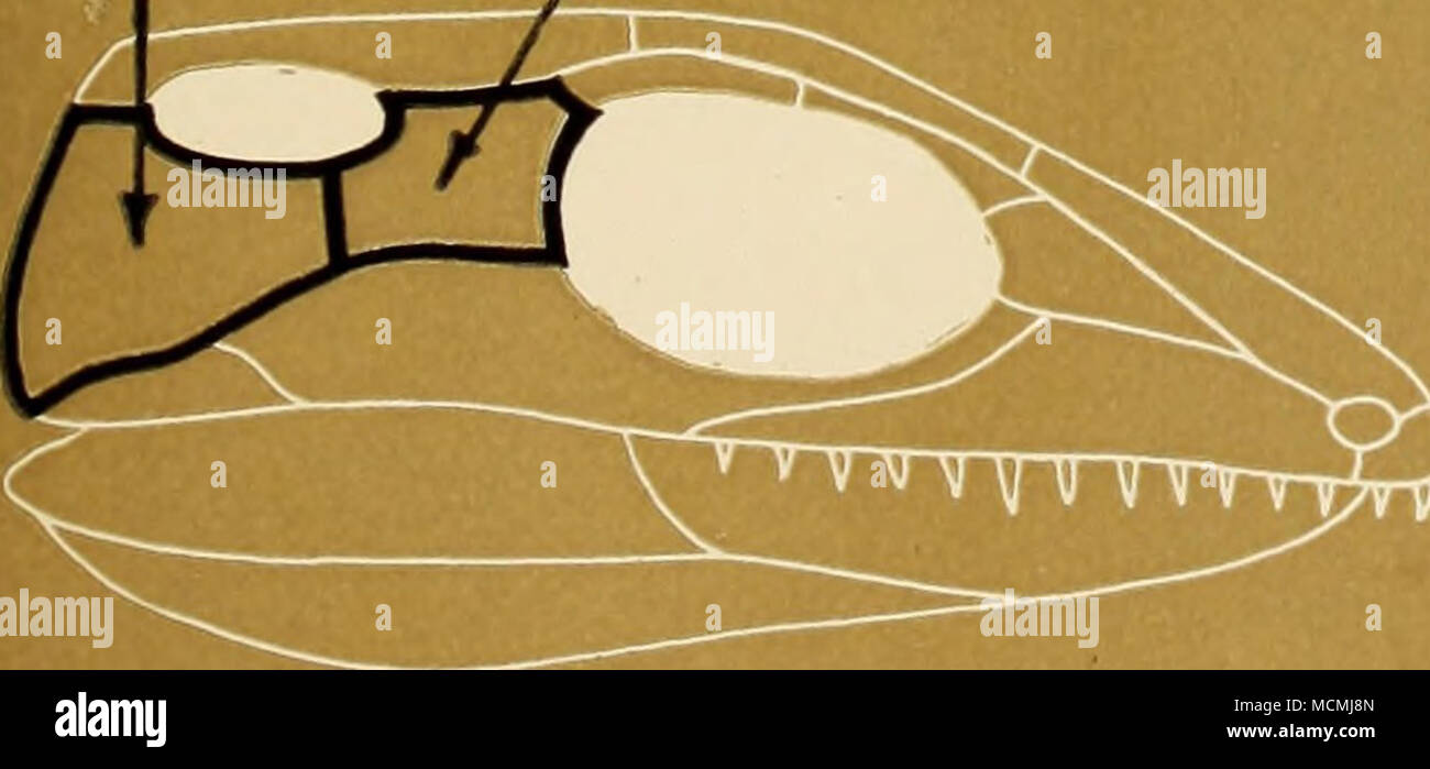 . squamosal postorbital Stock Photo - Alamy