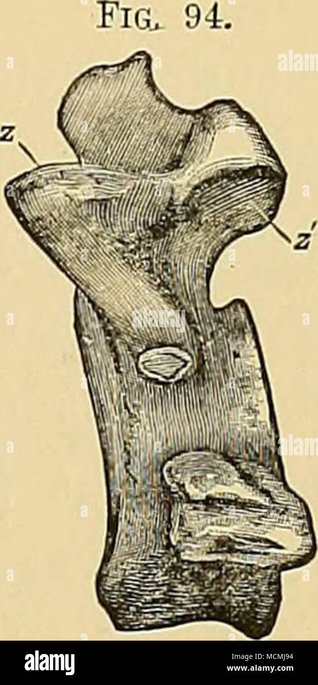 . Figure 9.3.—Sixth cervical vertebra o!'Dinoceras cuneum, Marsh (No ...