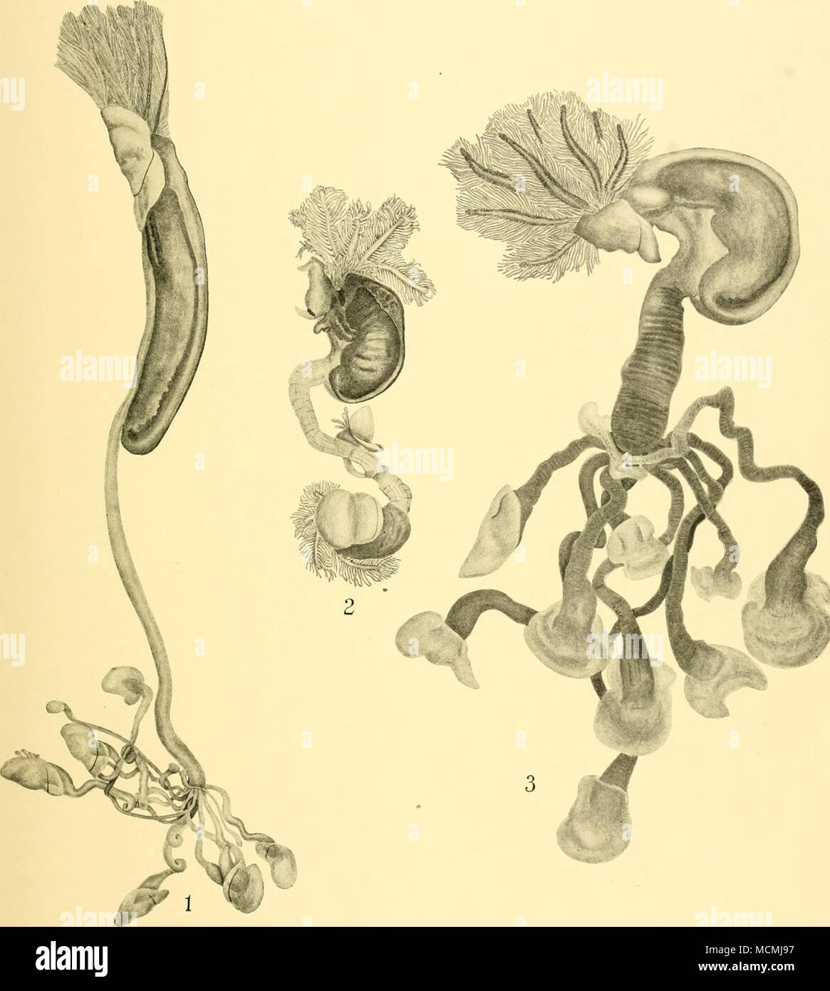 Cephalodiscus hi-res stock photography and images - Alamy