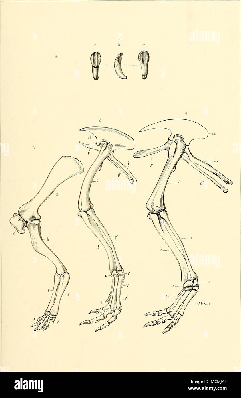 . CAMPTOSAURUS. DRYOSAURUS, AND LAOSAURUS. Jurassic Stock Photo - Alamy