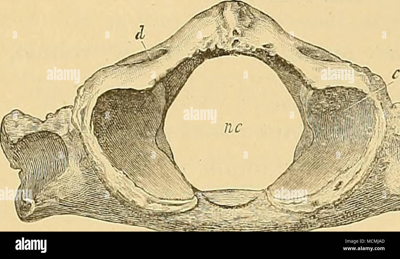 Odontoid process hi-res stock photography and images - Alamy