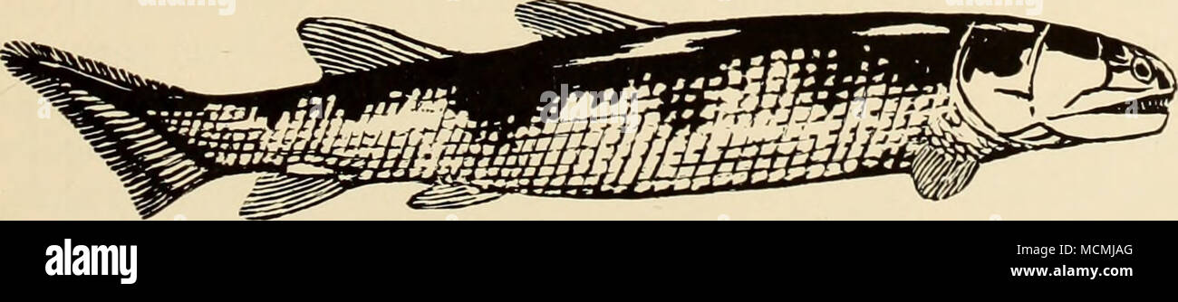 . Into a world of primitive backboned ani- mals came many kinds of ...