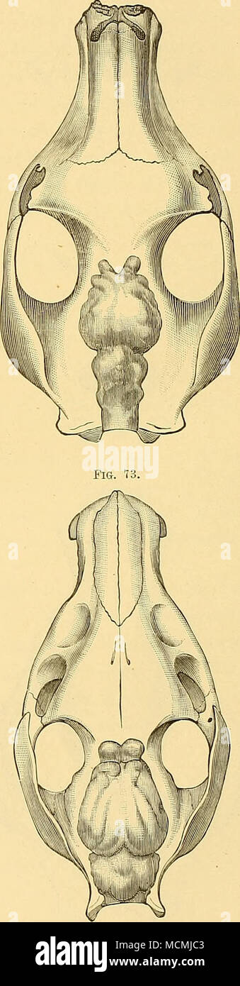 . FiGUBB 'JO.— Colonoceras agreslis, Harsh. Kocene. Figure l-i ...