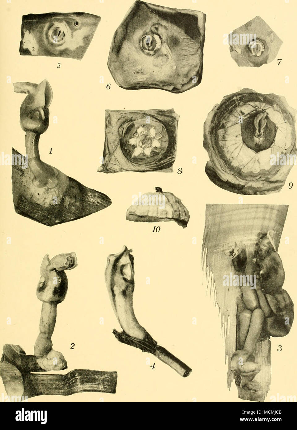 . THORACIC CIRRIPEDES Stock Photo - Alamy