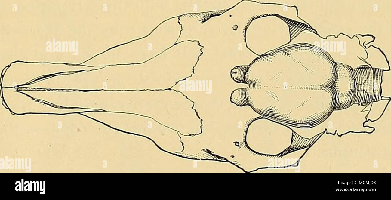 . FiGUHB 63.—Outline of skull of Dinoceras mirabile. Marsh; with cast ...