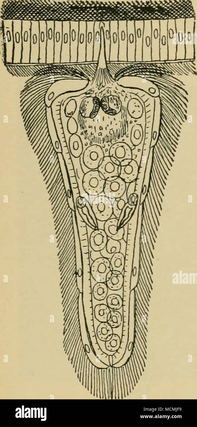 . Fig. 148.—Embryo of the common liver fluke {Fas- ciola hej^atica ...