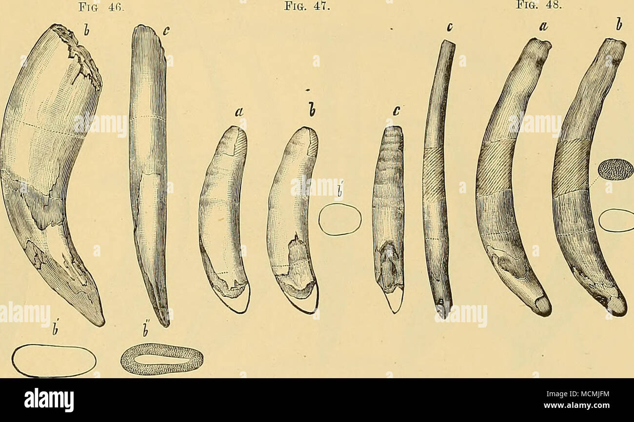 . lO Figure 4G.—Ui)[5er canine of Dinoceras lucare, Marsh (No. 1038 ...