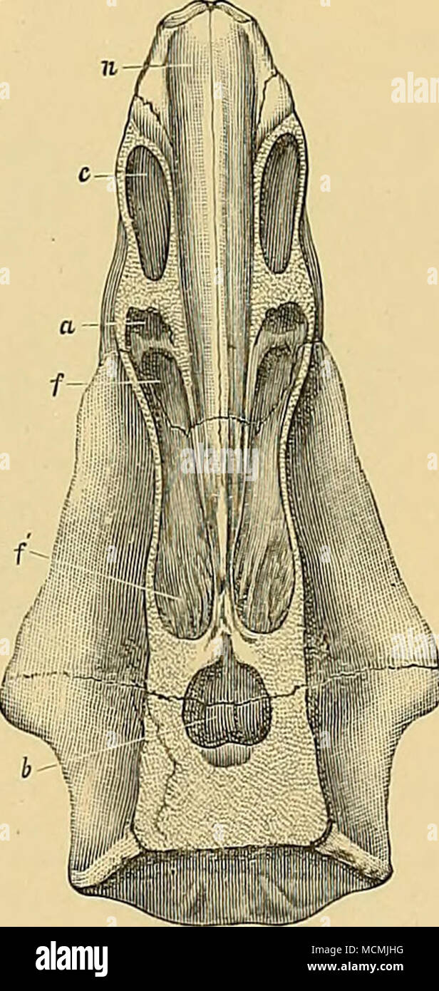 Maxillary bones hi-res stock photography and images - Alamy