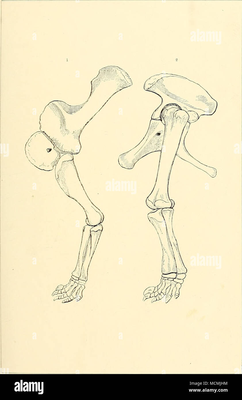 . MOROSAURUS GRANDIS. Jurassic Stock Photo - Alamy