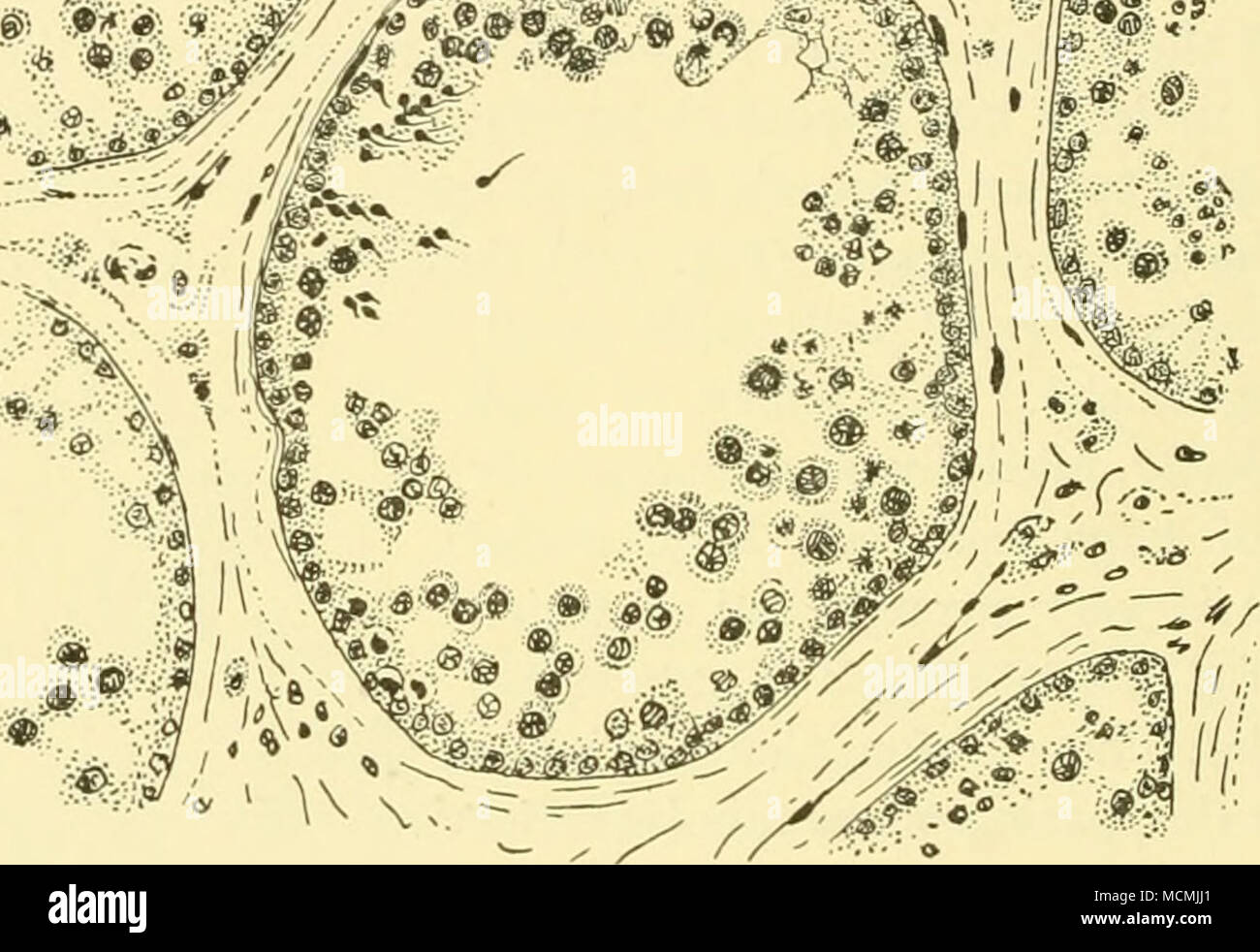 . Fig. 141. Section of normal testis of an adult Fin whale. Germ cells ...