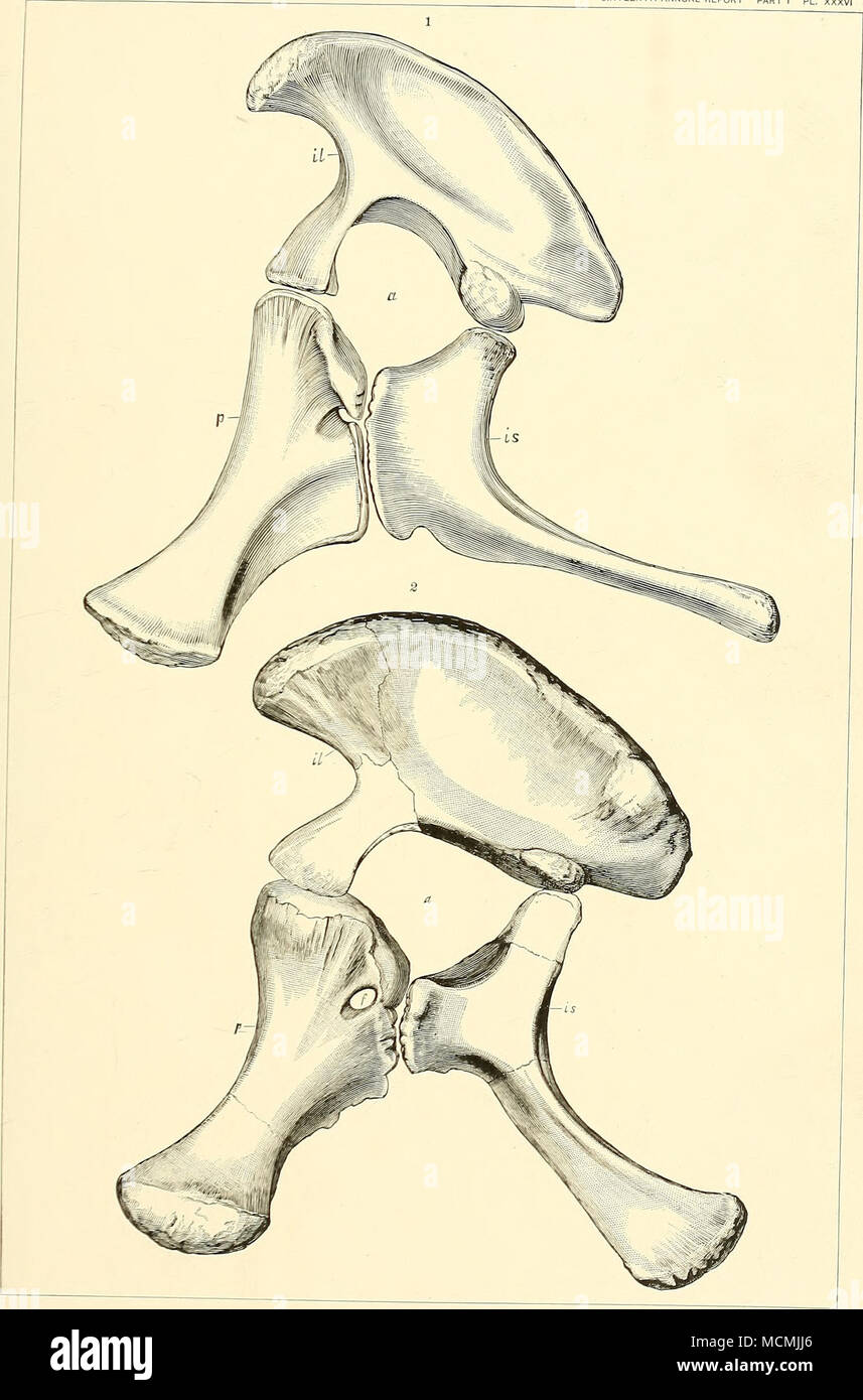 Morosaurus hi-res stock photography and images - Alamy