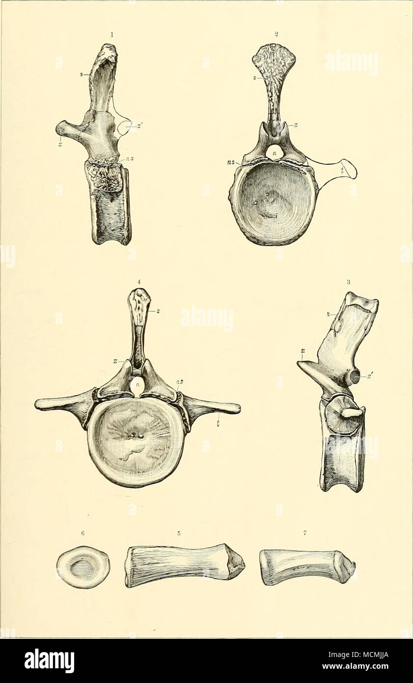 Morosaurus hi-res stock photography and images - Alamy