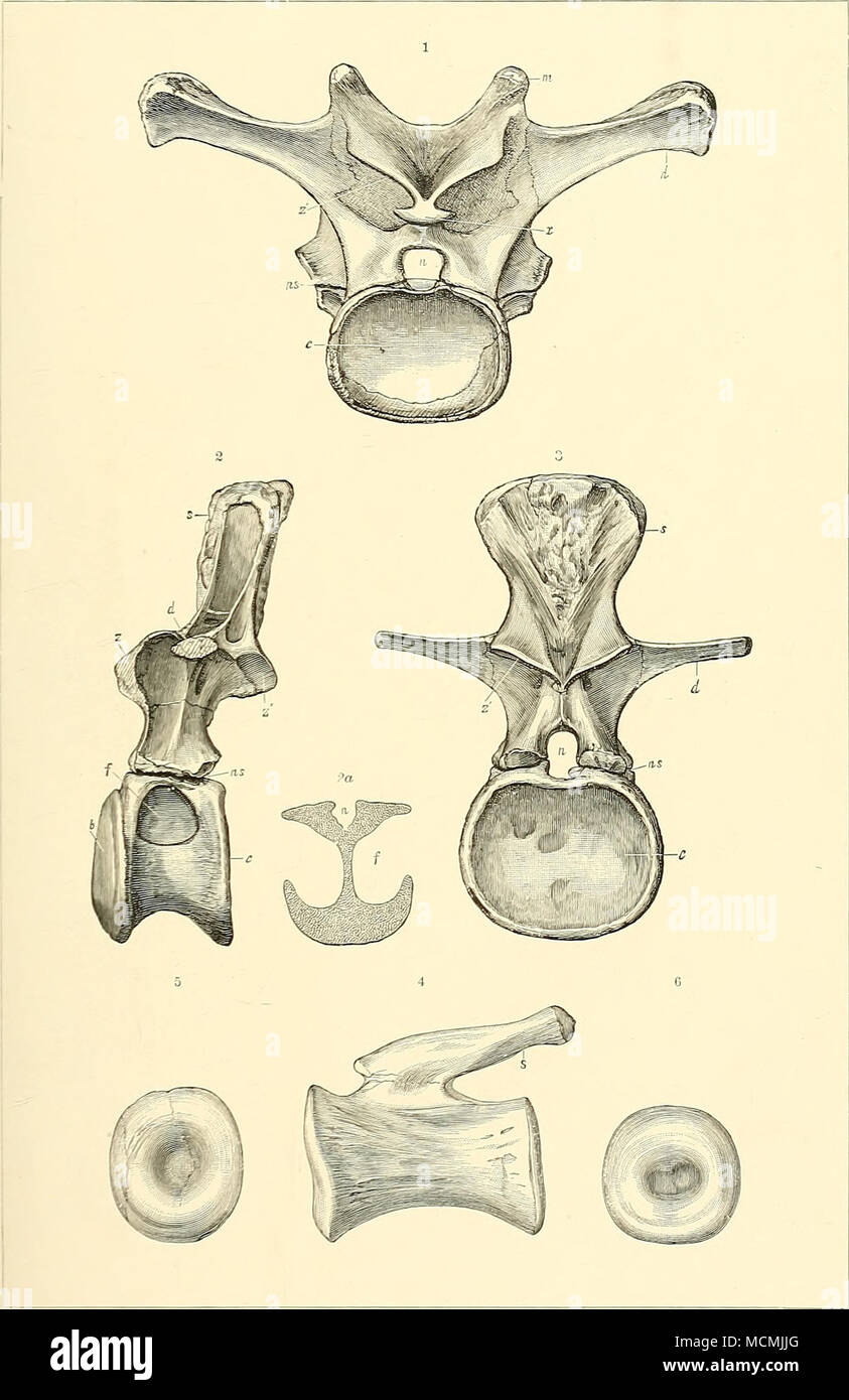 Morosaurus hi-res stock photography and images - Alamy