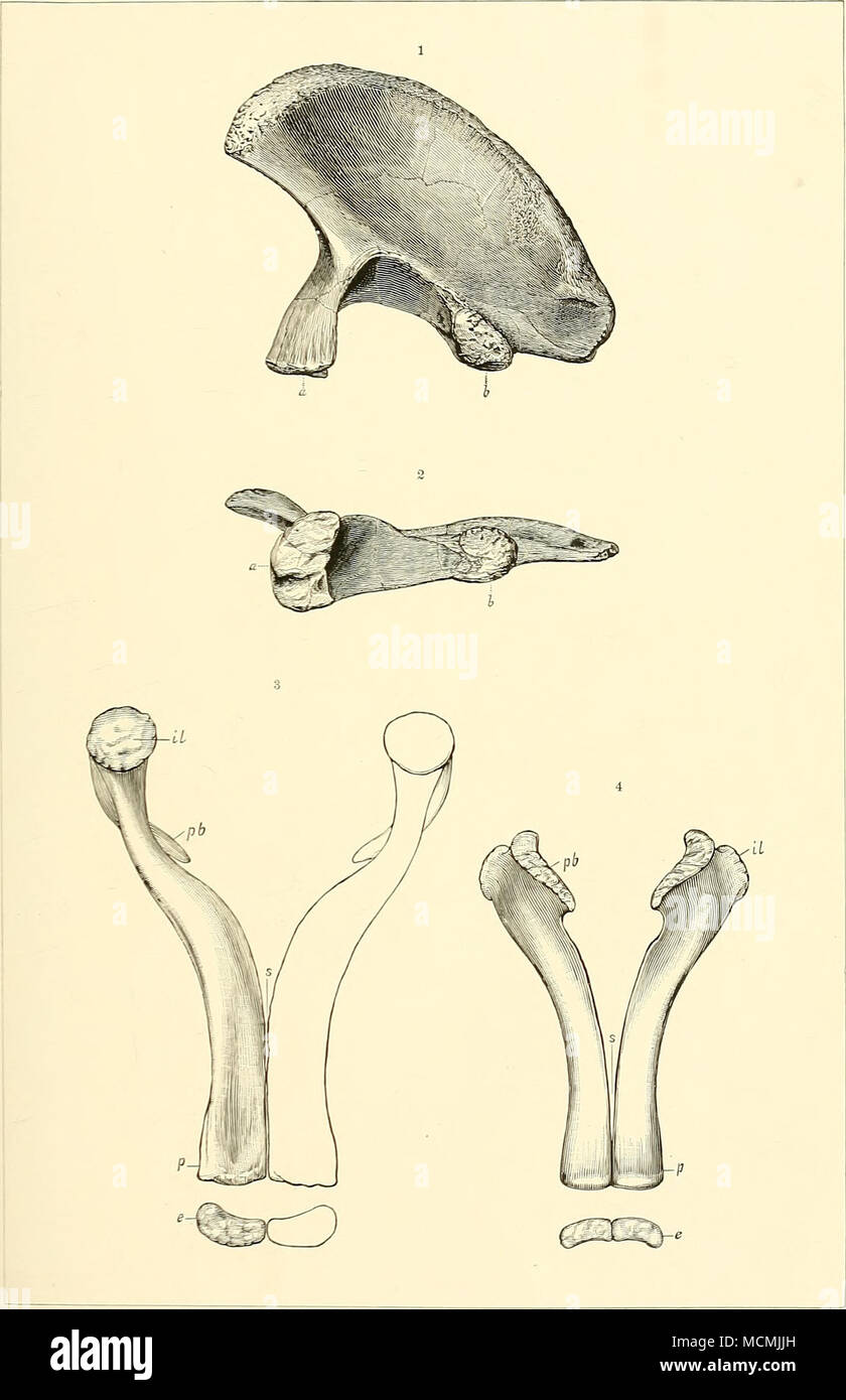 Morosaurus hi-res stock photography and images - Alamy