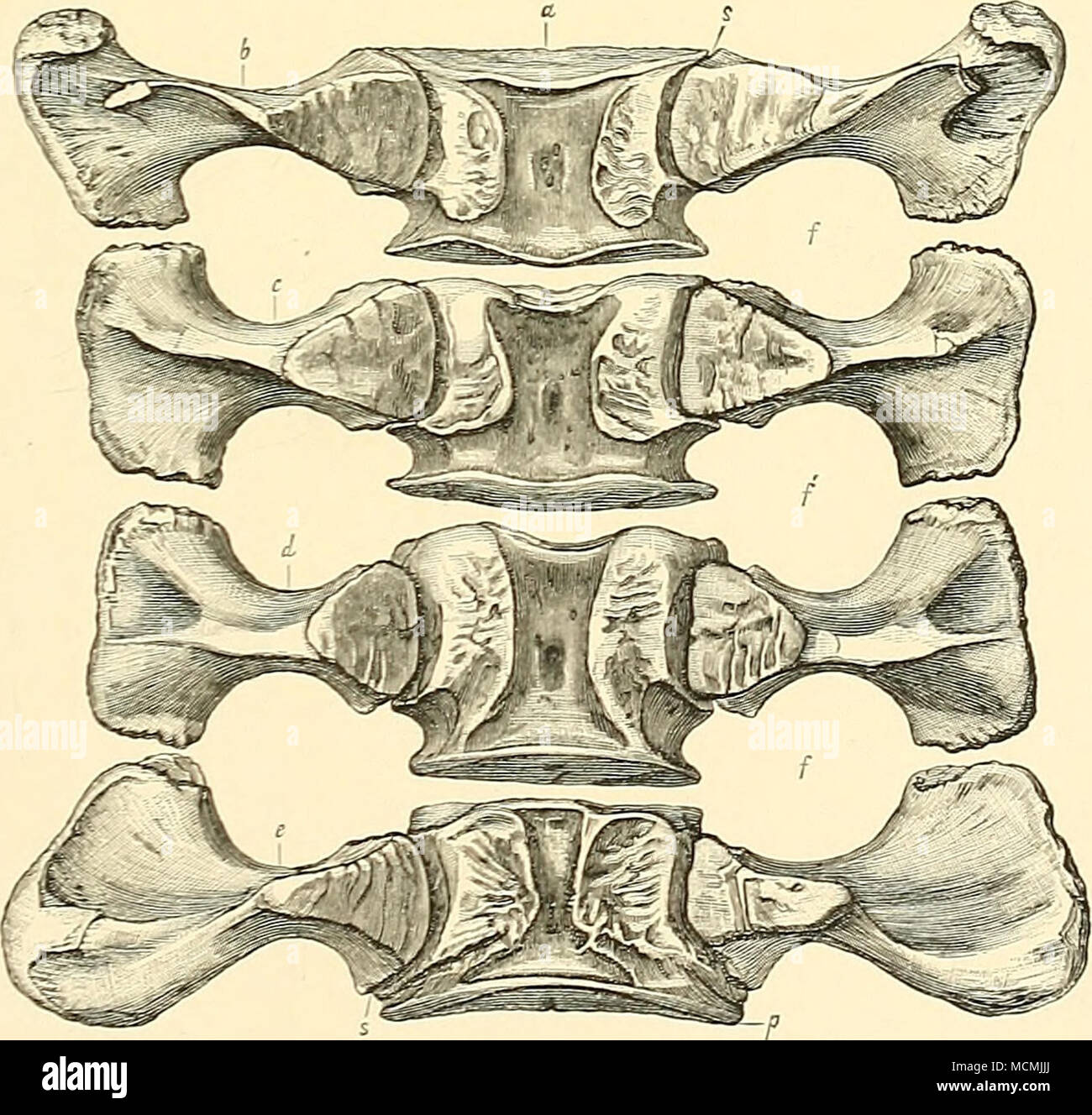 . MOROSAURUS LENTUS Marsh. Jurassic Stock Photo - Alamy
