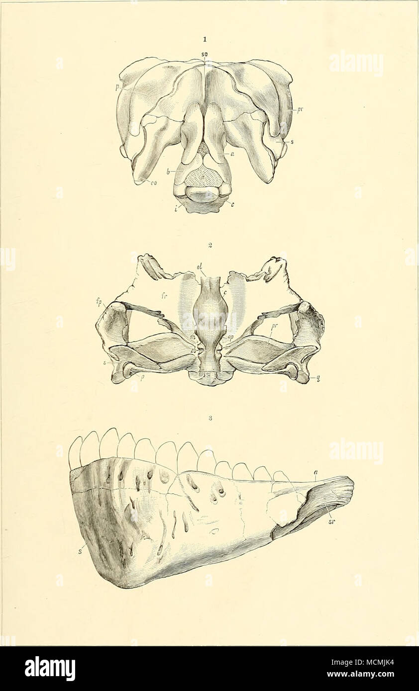 Morosaurus hi-res stock photography and images - Alamy