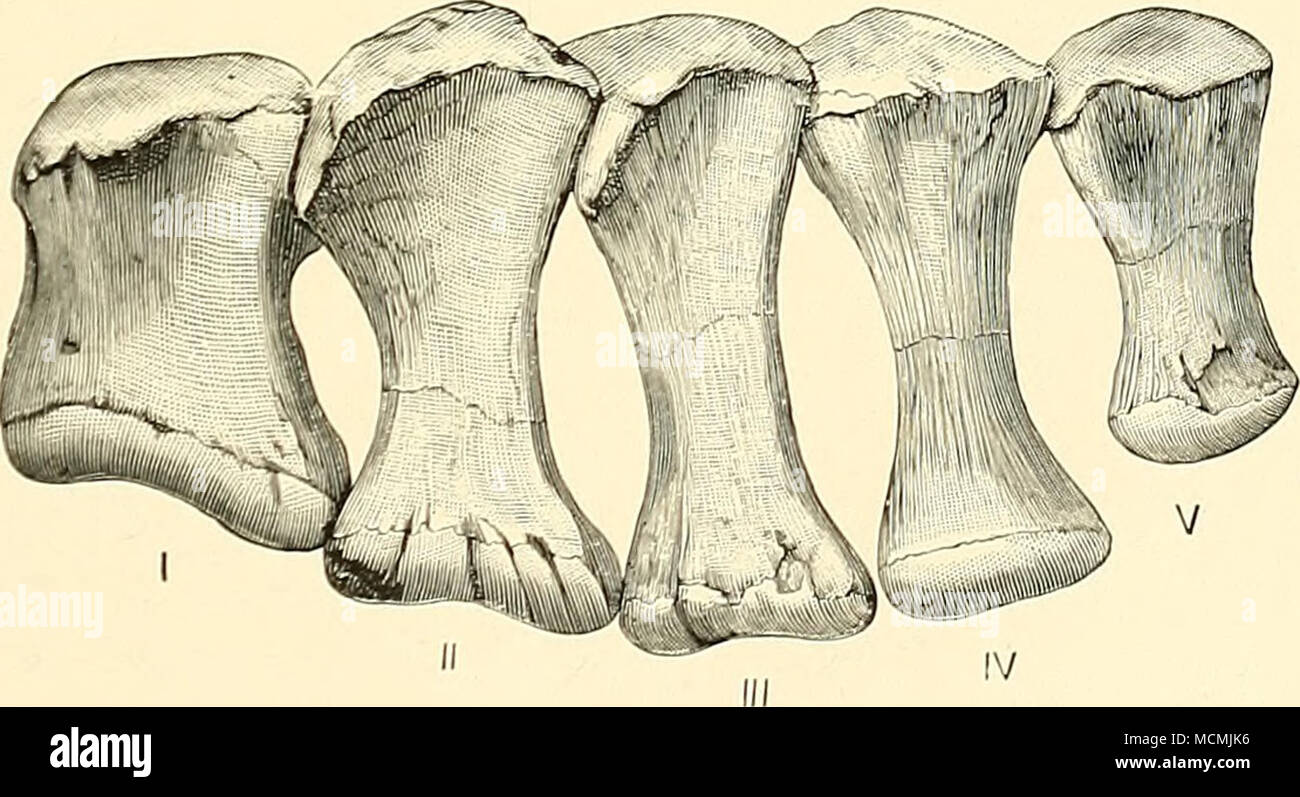 Morosaurus hi-res stock photography and images - Alamy