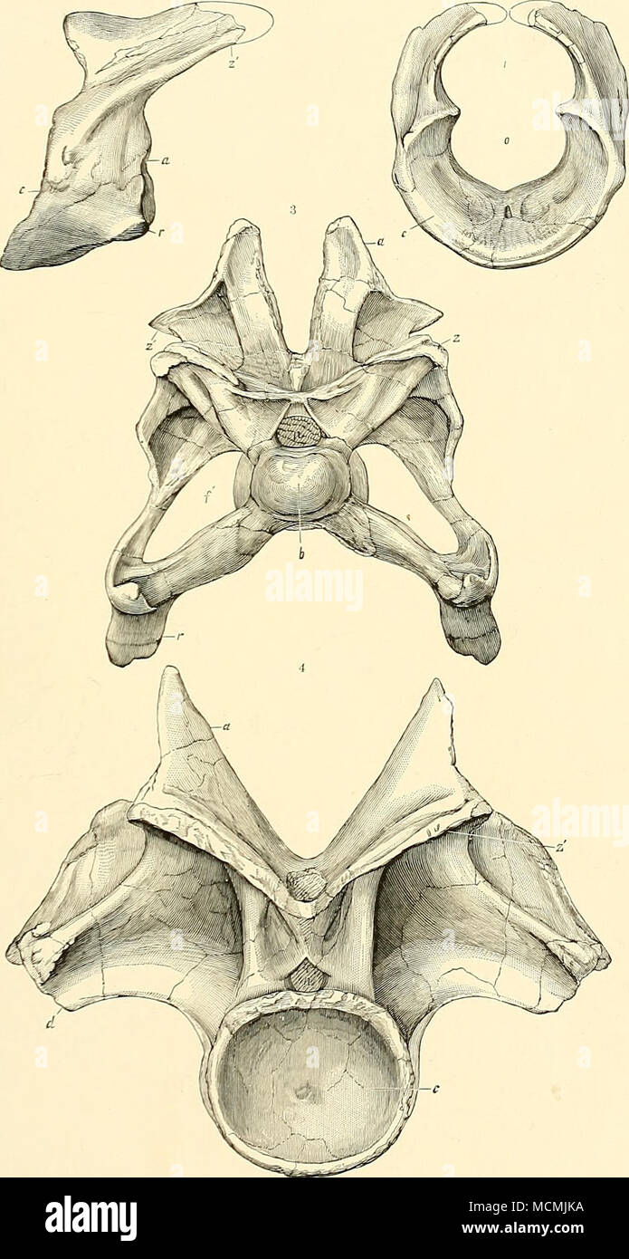 . DIPLODOCUS LONGUS Jurassic Stock Photo - Alamy