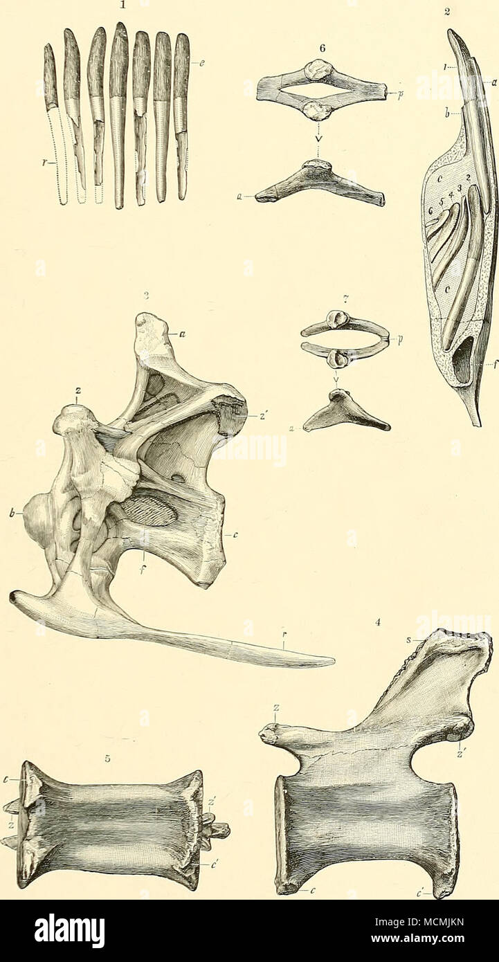 . DIPLODOCUS LONGUS. Jurassic Stock Photo - Alamy