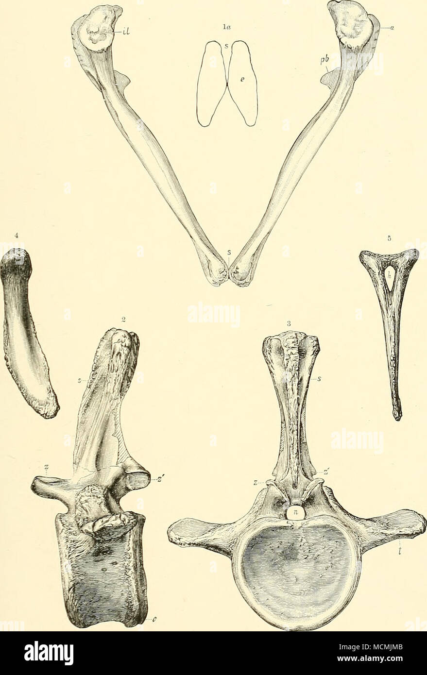 . BRONTOSAURUS EXCELSUS. Jurassic Stock Photo - Alamy