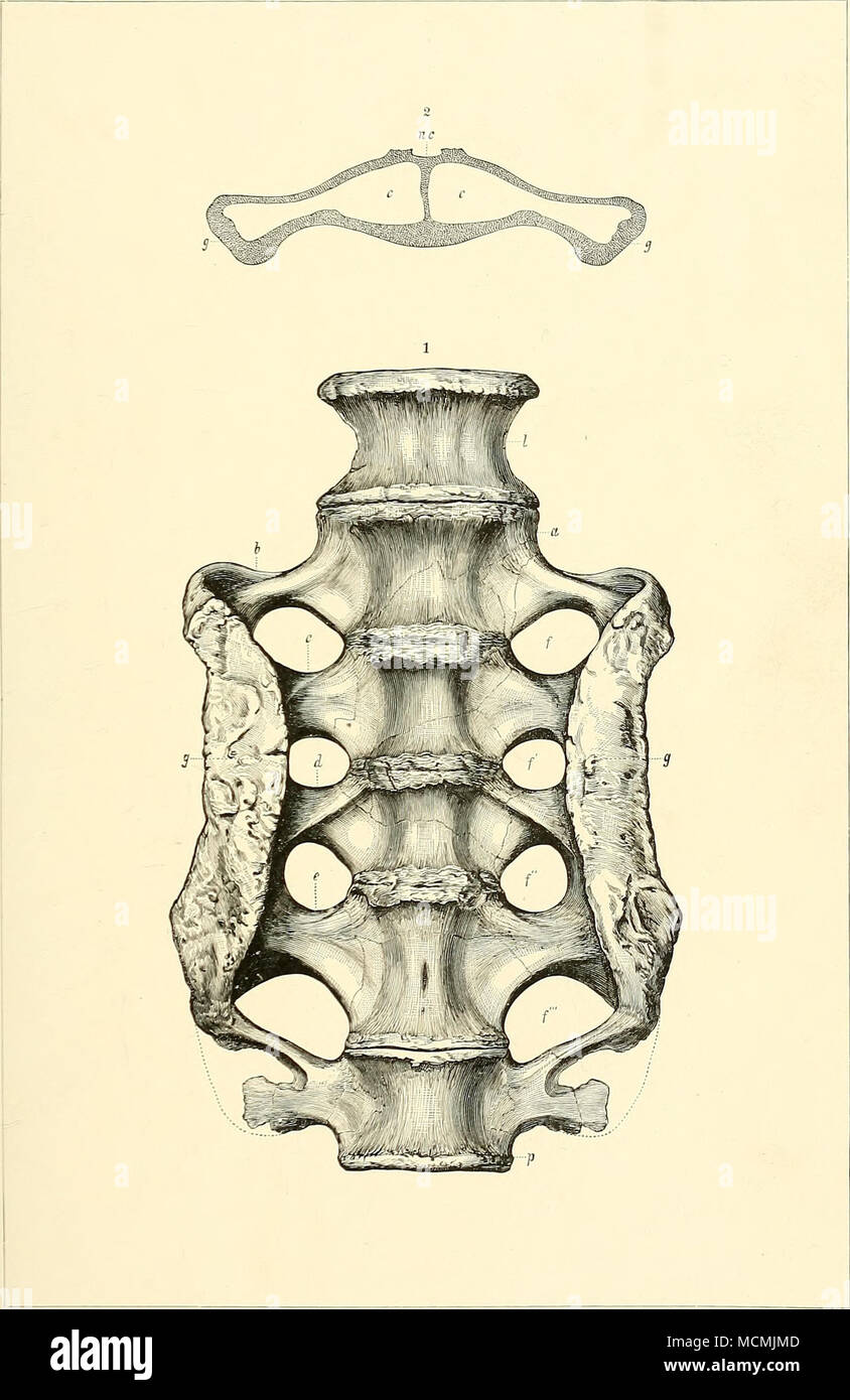 . BRONTOSAURUS EXCELSUS. Jurassic Stock Photo - Alamy