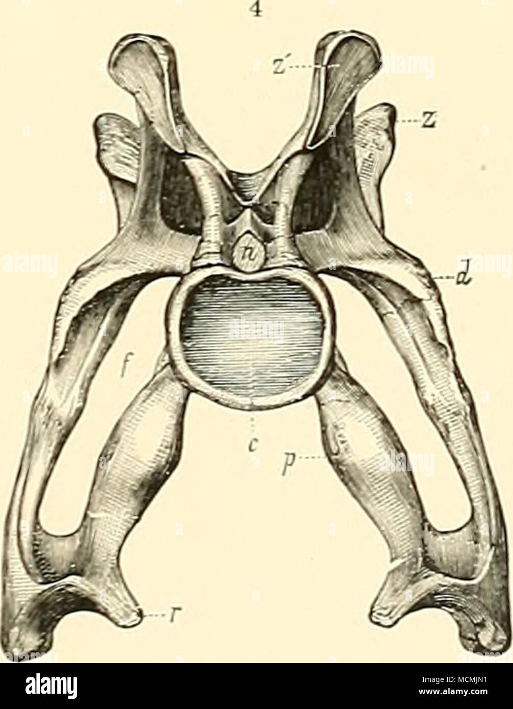 . BRONTOSAURUS EXCELSUS Marsh. Jurassic Stock Photo - Alamy